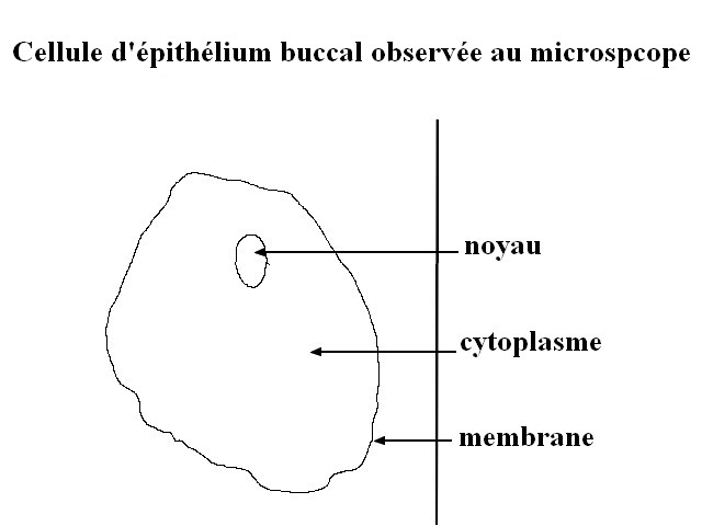 Cellules d'épithélium buccal