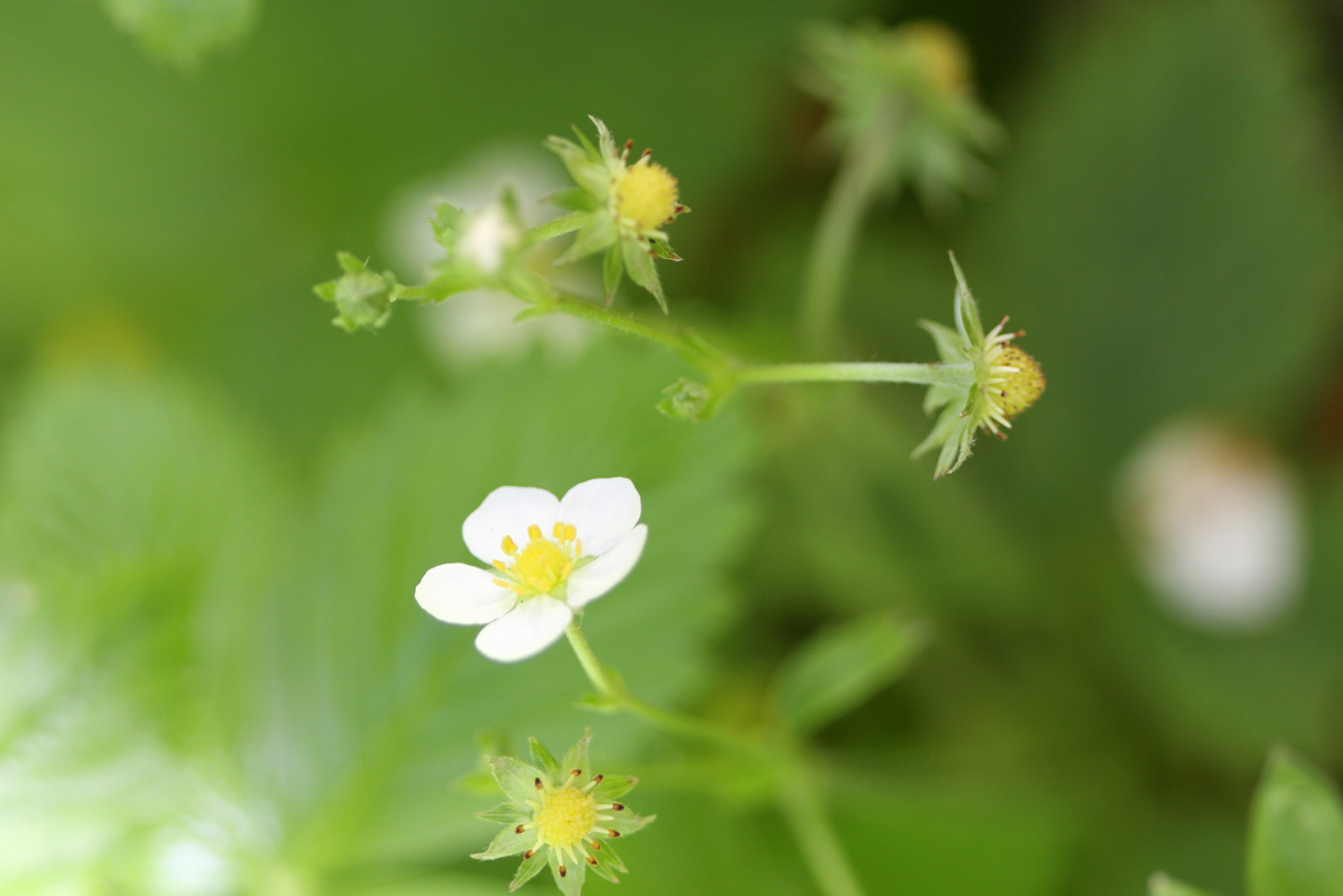 fraise