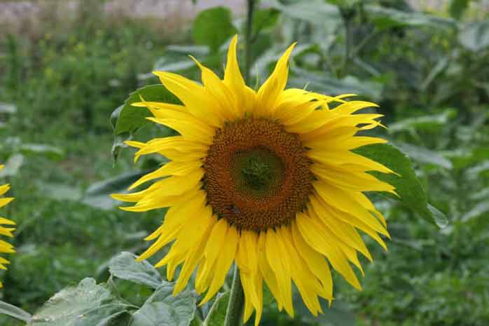 tournesol